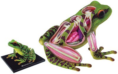 4D Animal & Insect Anatomy Models | Wiltronics